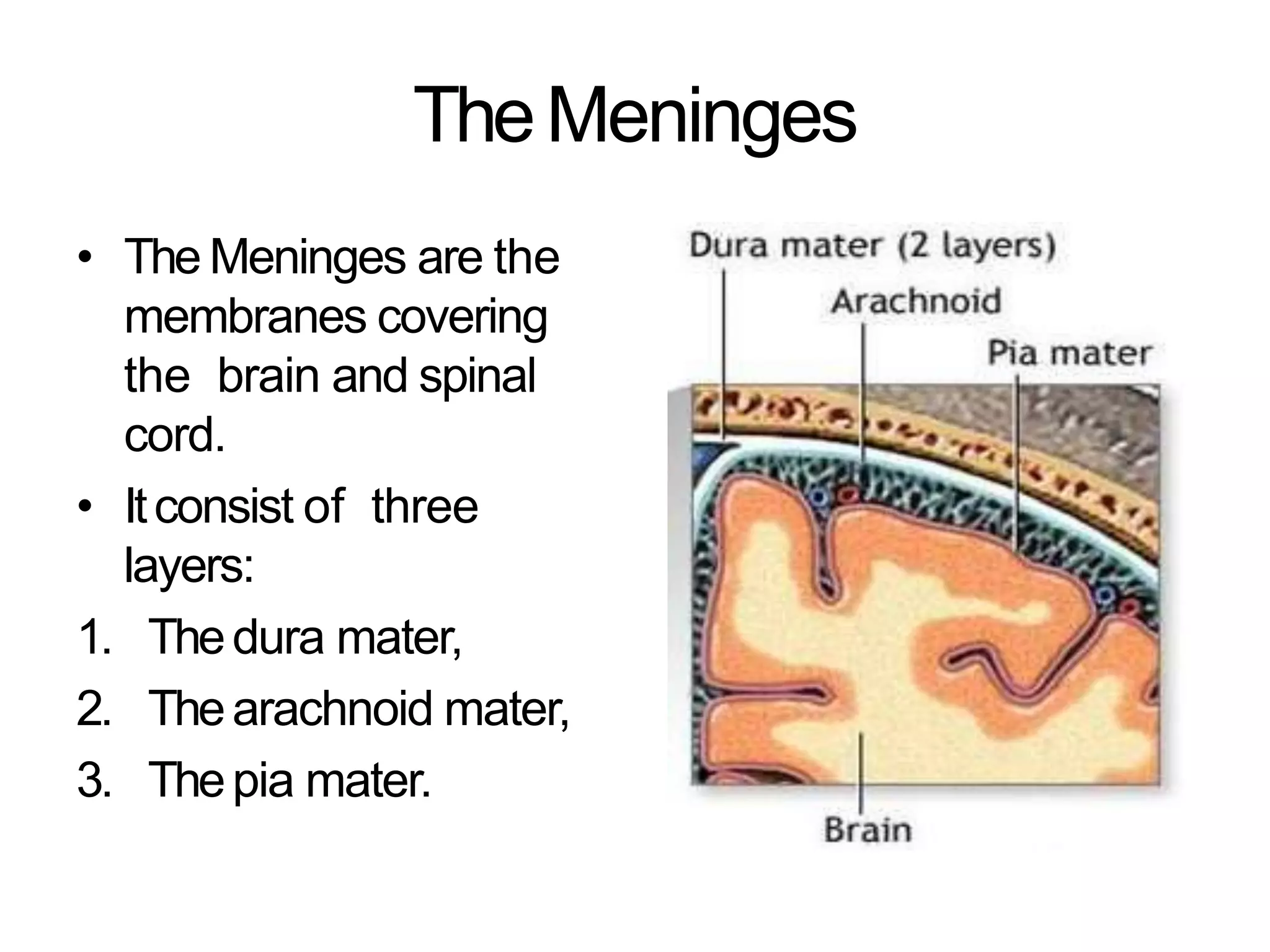 Meninges of brain and spinal cord | PPTX