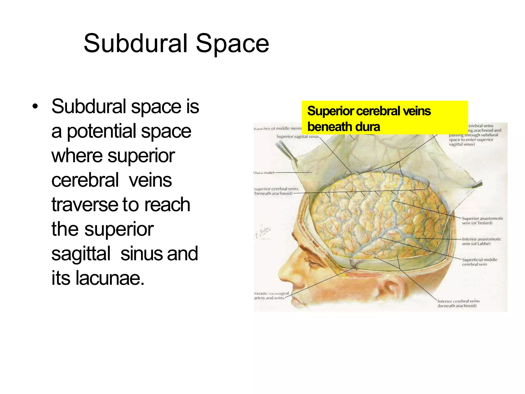 Meninges of brain and spinal cord | PPTX
