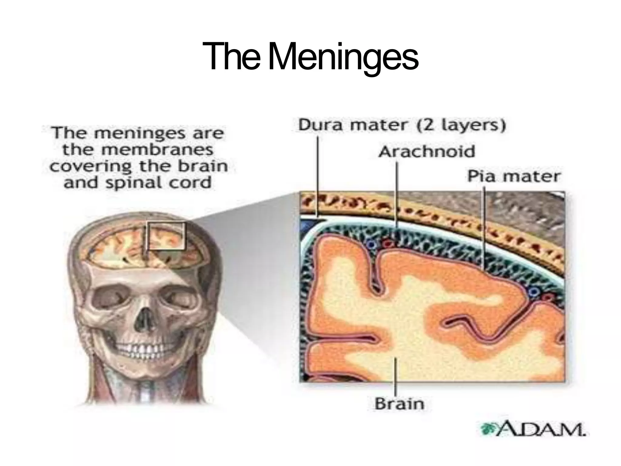 Meninges of brain and spinal cord | PPTX