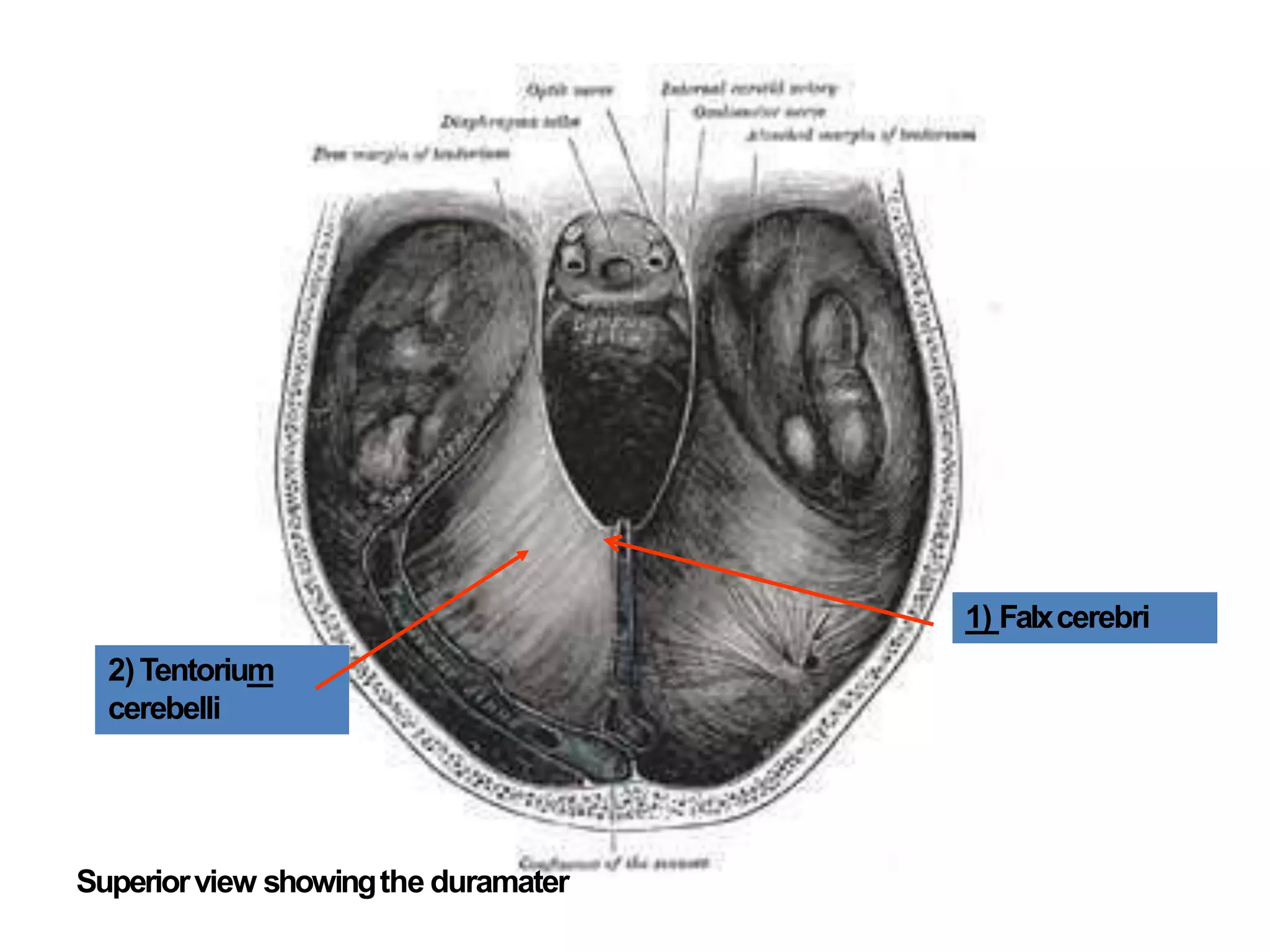 Meninges of brain and spinal cord | PPTX