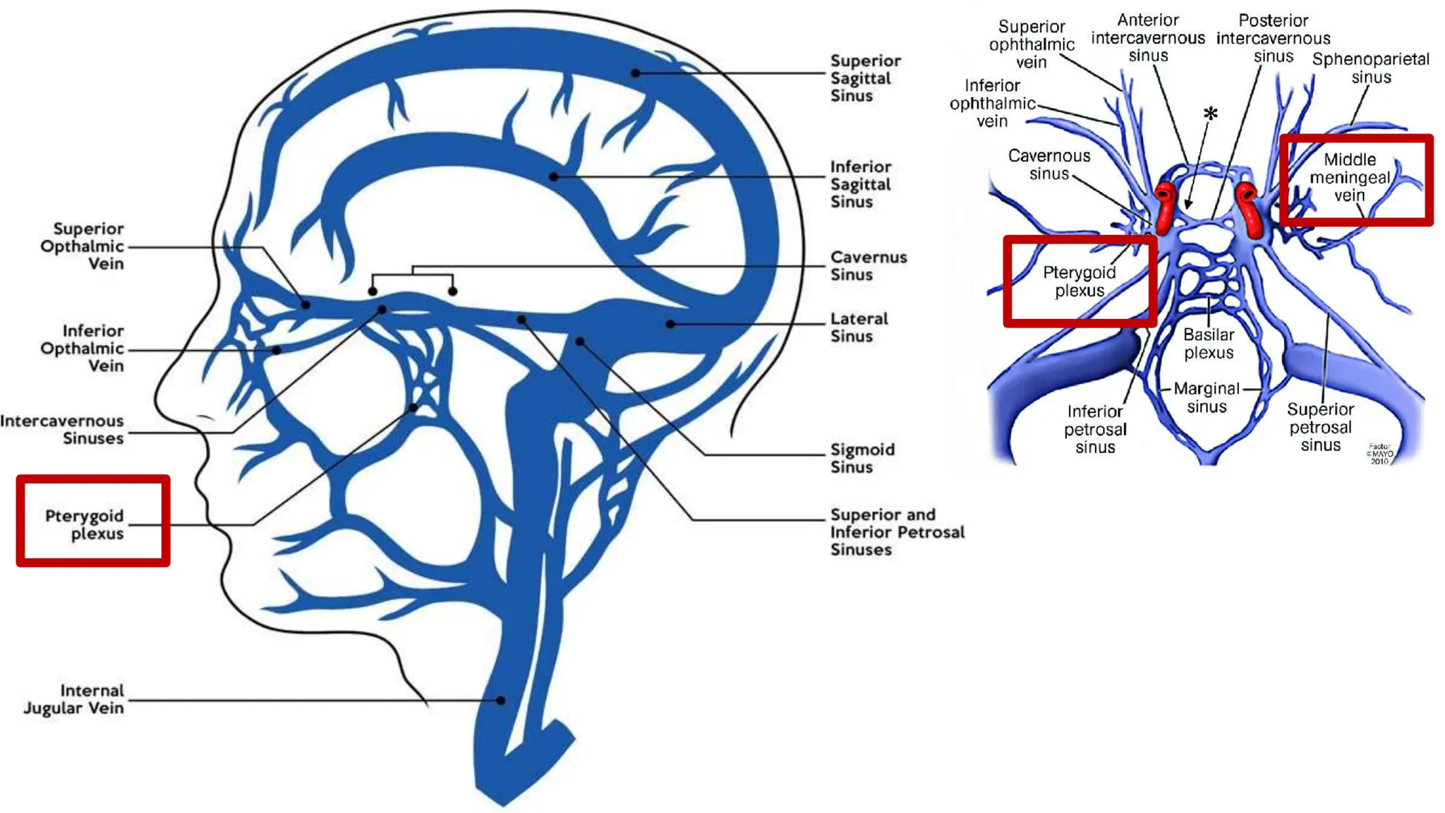 Meninges of Brain & Spinal Cord AnD Dura Venous Sinuses .pptx