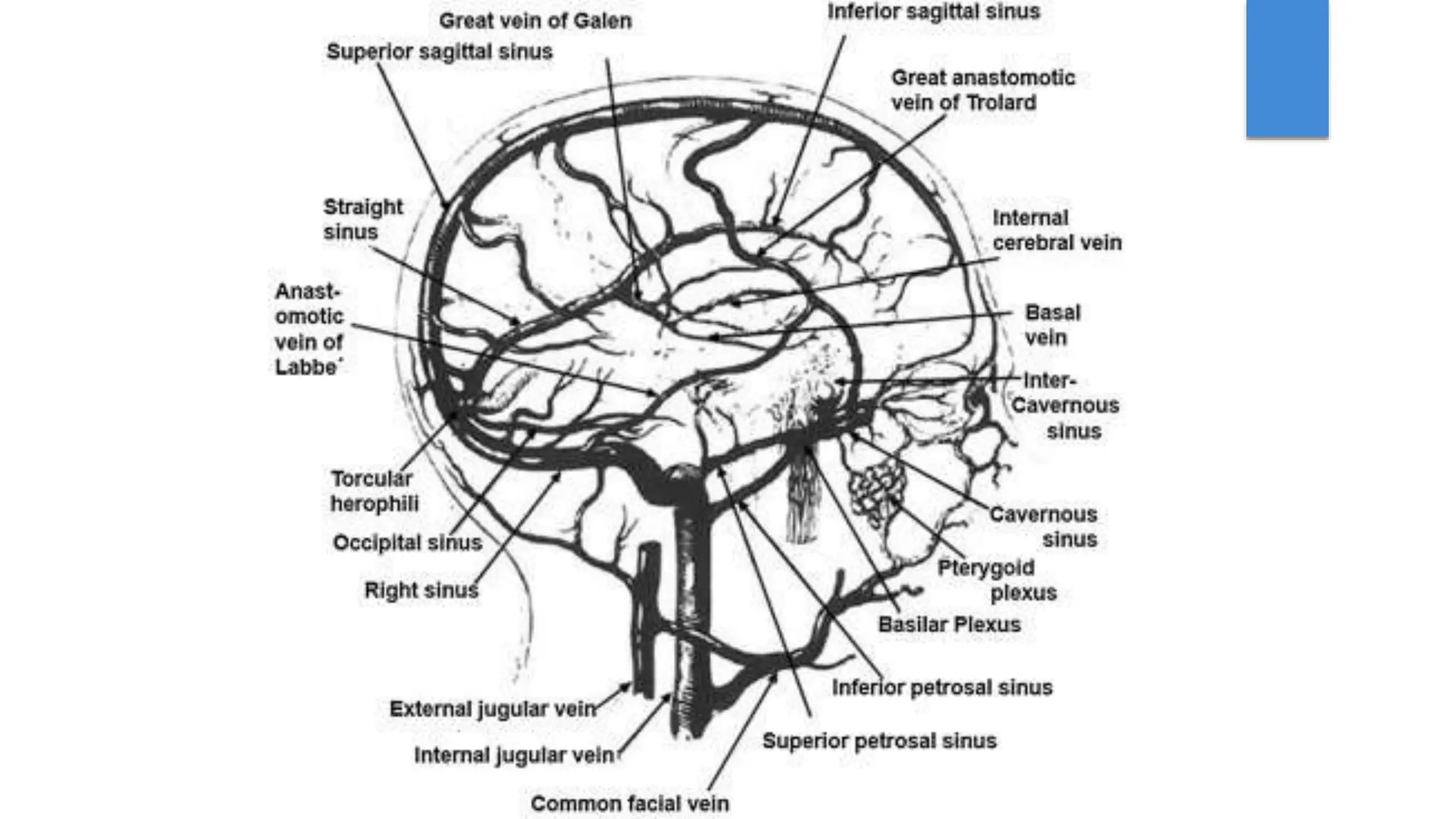 Meninges of Brain & Spinal Cord AnD Dura Venous Sinuses .pptx