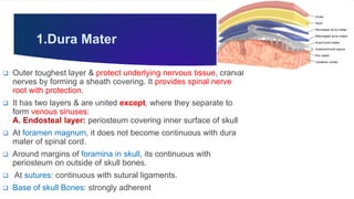 Meninges of Brain & Spinal Cord AnD Dura Venous Sinuses .pptx