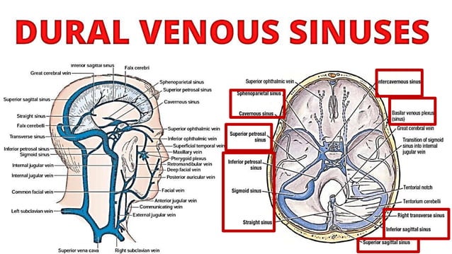 Meninges of Brain & Spinal Cord AnD Dura Venous Sinuses .pptx | Ear ...