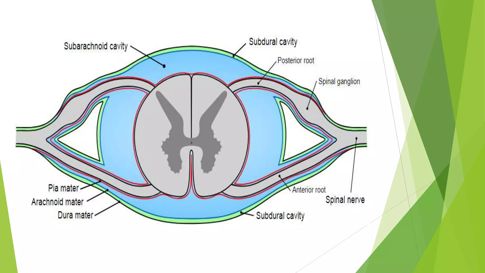 Meninges of spinal cord | PPTX