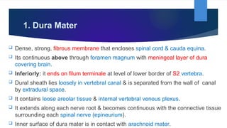 Meninges of Spinal Cord and clinical Correlation By Dr. Rabia Inam ...