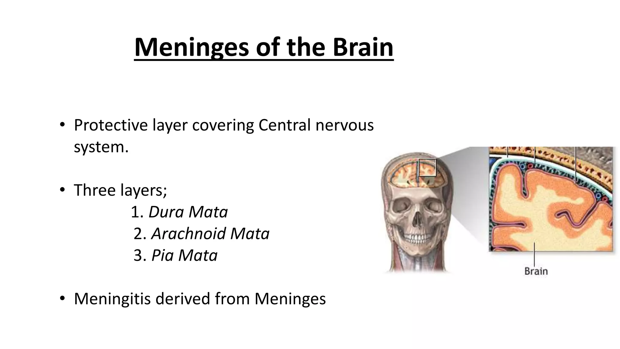 Meninges of the brain | PPTX