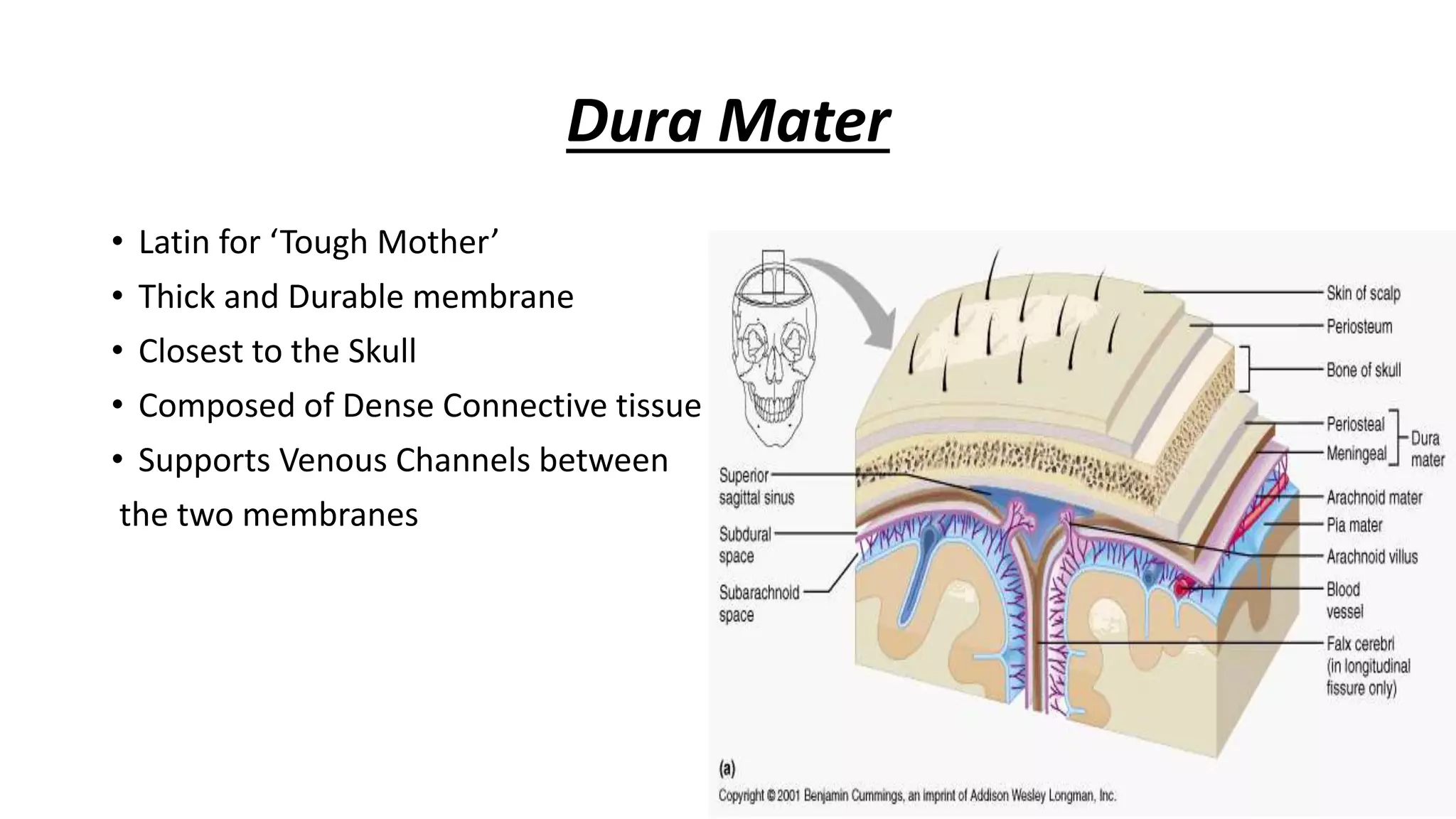 Meninges of the brain | PPTX