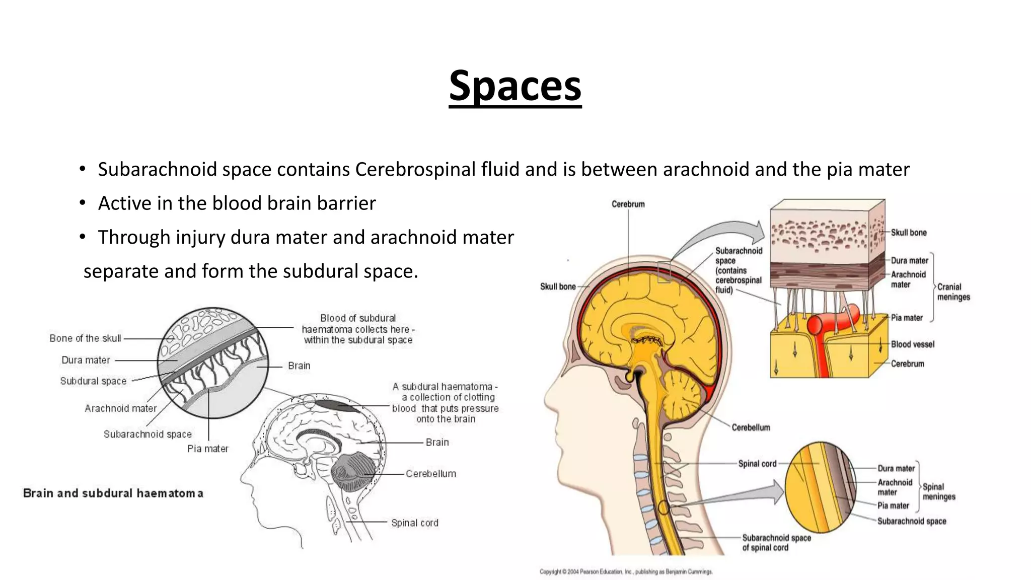 Meninges of the brain | PPTX