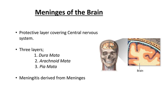 Meninges of the brain | PPTX | Brain and Nervous System Disorders ...