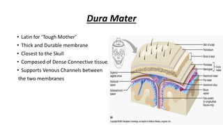 Meninges of the brain | PPTX