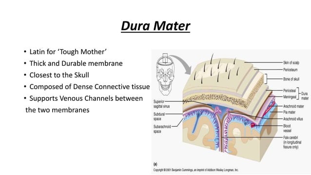 Meninges of the brain | PPTX | Brain and Nervous System Disorders ...