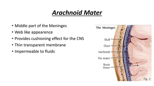 Meninges of the brain | PPTX | Brain and Nervous System Disorders ...