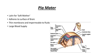 Meninges of the brain | PPTX