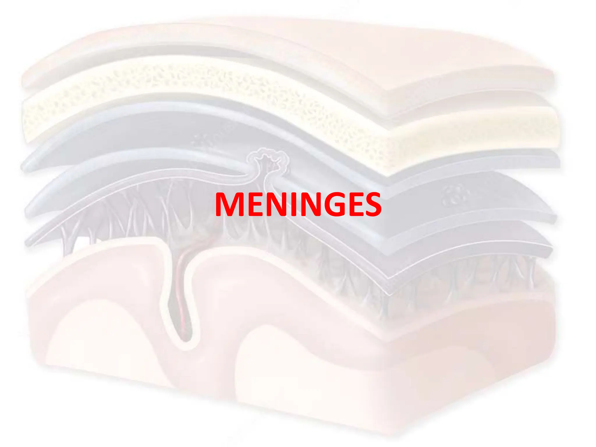 MENINGES OF THE BRAIN DETAIL ABOUT DURA MATER | PPTX