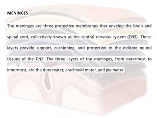 MENINGES OF THE BRAIN DETAIL ABOUT DURA MATER | PPTX