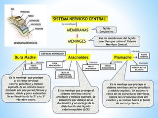 Meninges, sistema ventricular e irrigación encefálica | PPTX