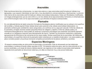 Meninges, sistema ventricular e irrigación encefálica | PPT