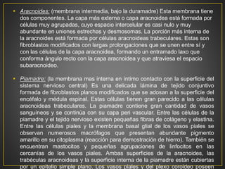 Meninges, sistema ventricular e irrigación encefálica | PPTX