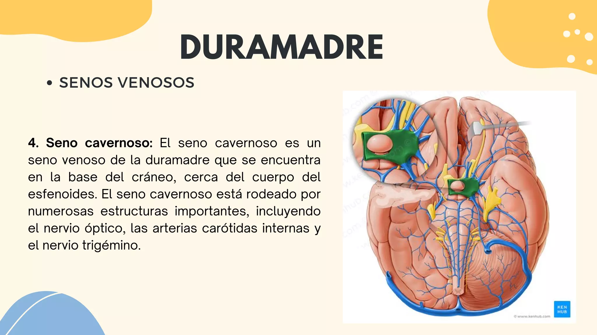 Meninges, Sistema ventricular y liquido cefalorraquideo (1).pdf