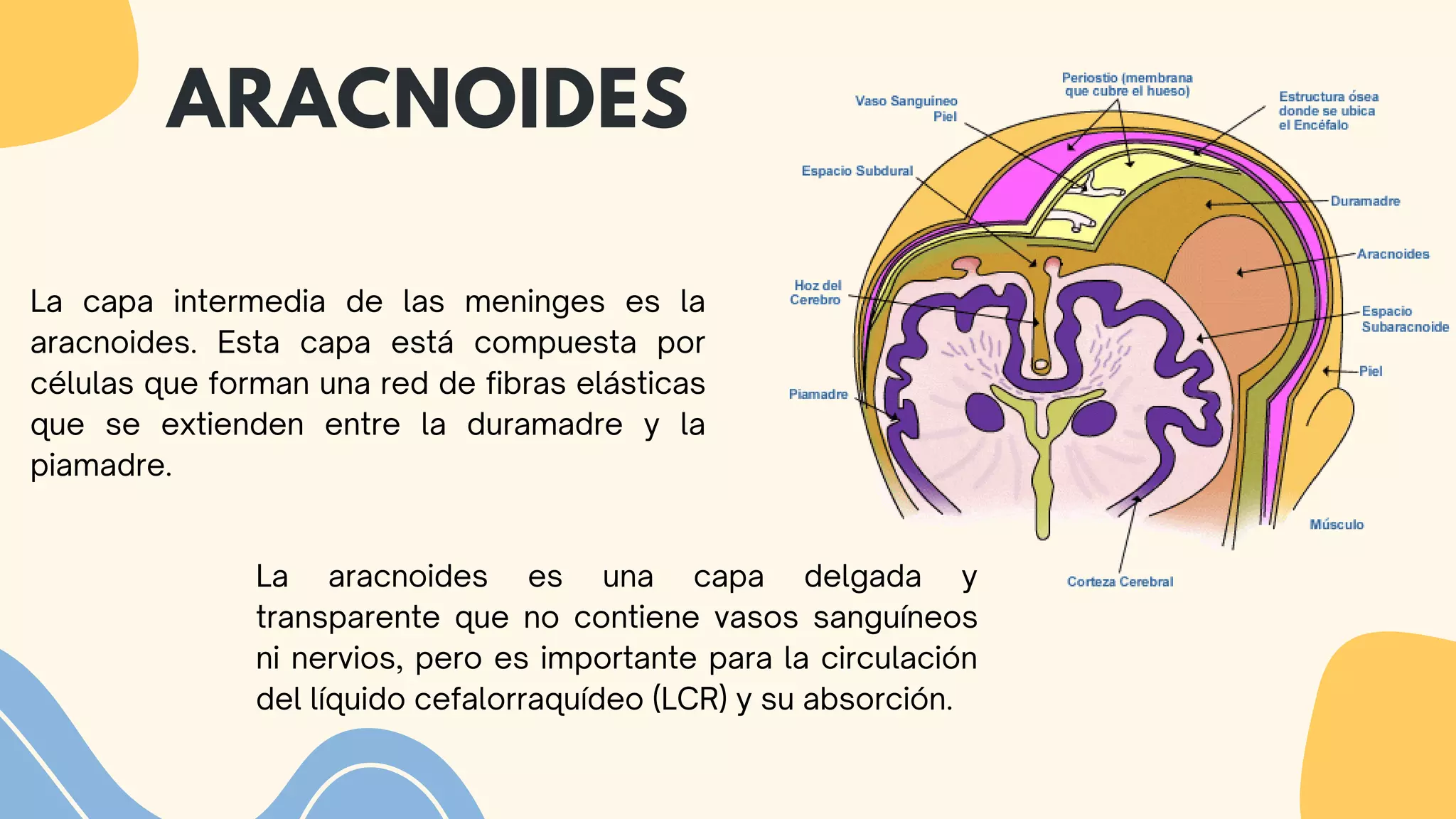 Meninges, Sistema ventricular y liquido cefalorraquideo (1).pdf