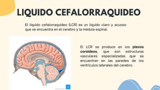 Meninges, Sistema ventricular y liquido cefalorraquideo (1).pdf