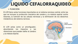 Meninges, Sistema ventricular y liquido cefalorraquideo (1).pdf