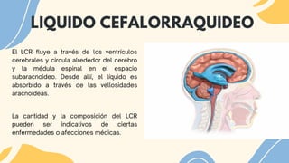 Meninges, Sistema ventricular y liquido cefalorraquideo (1).pdf