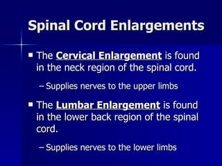 Meninges the_spinal_cord | PPT