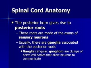 Meninges the_spinal_cord | PPT