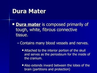 Meninges the_spinal_cord | PPT