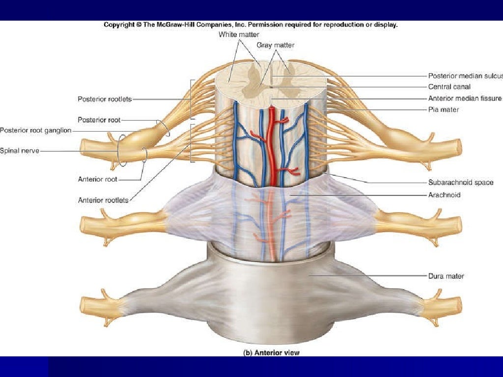 Meninges Thespinalcord