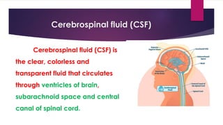 Meninges, ventricle and CSF | PPTX