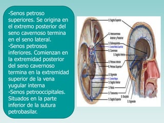 Meninges y liquido cefaloraquideo | PPT