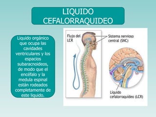 Meninges y liquido cefaloraquideo | PPT