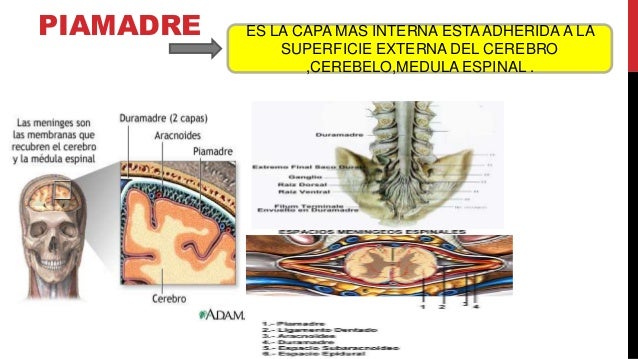 Meninges y vasos del snc