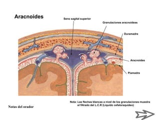 Histología De Las Granulaciones Aracnoideas