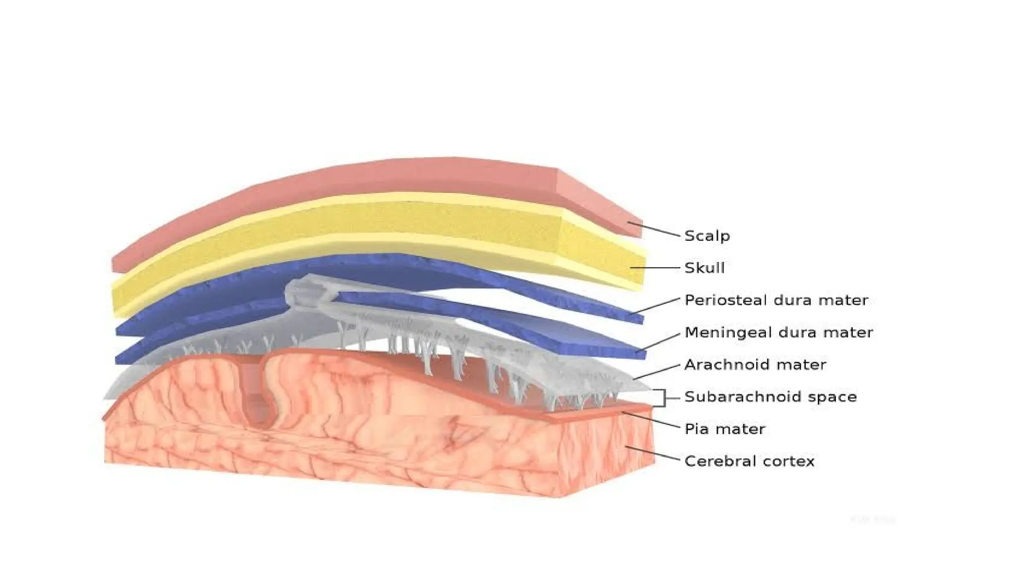 meningis brain layers of meningins anatomy | PPTX
