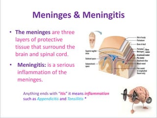 Meningitis | PPTX