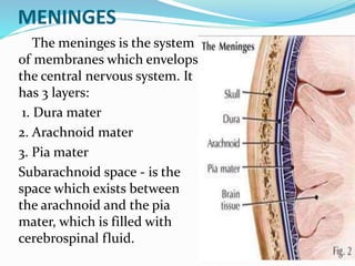 Meningitis | PPTX