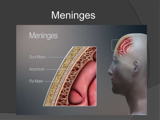 Meningitis | PPTX