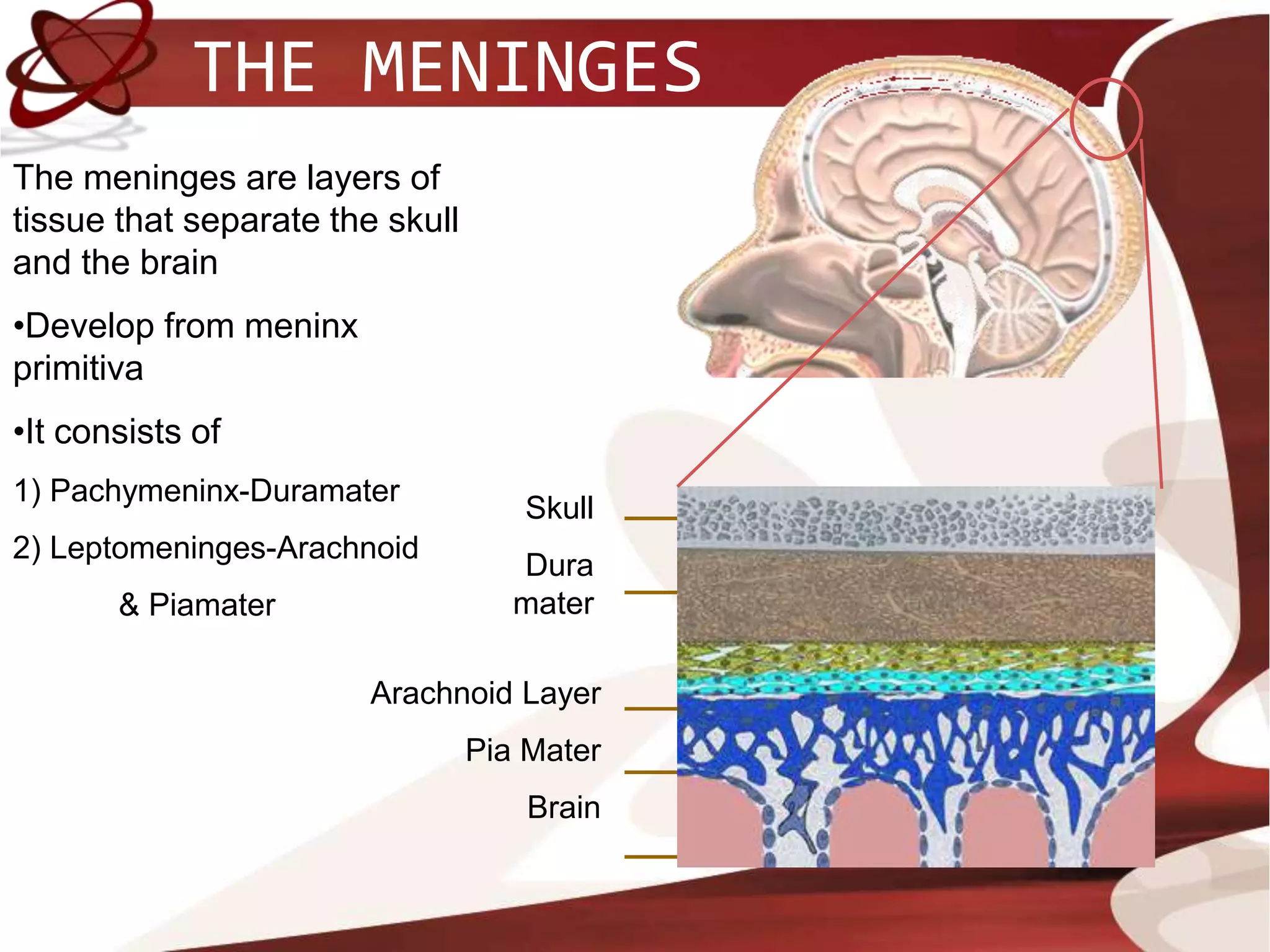 Meningitis | PPTX