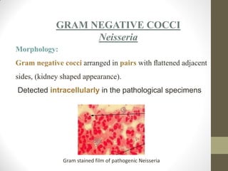 meningitis.pdf