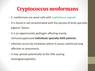 meningitis.pdf