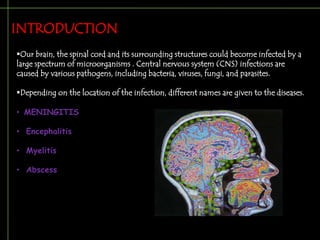 Viral Meningitis Structure