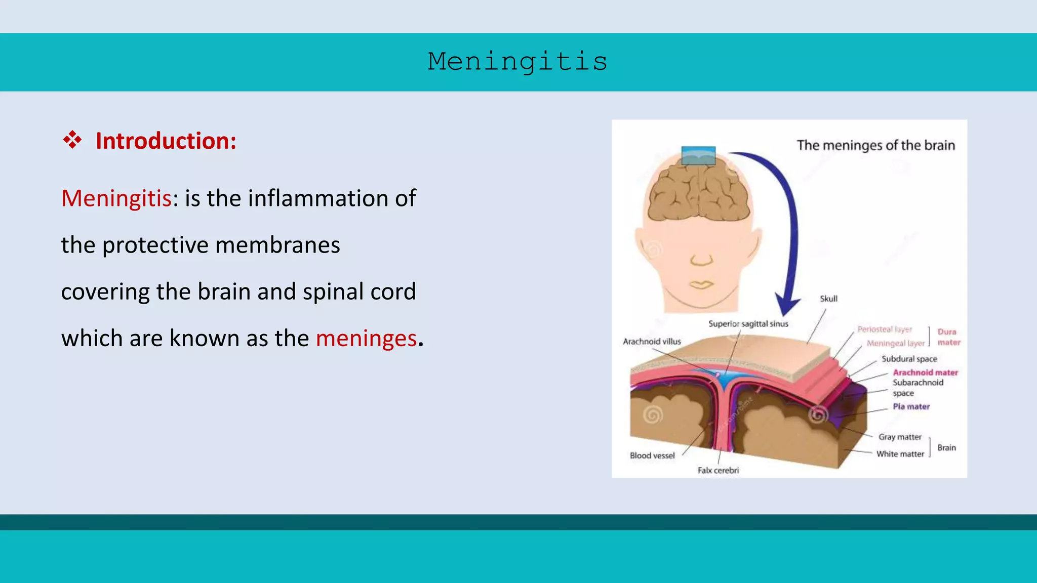 Meningitis | PPT | Infectious Diseases | Diseases and Conditions