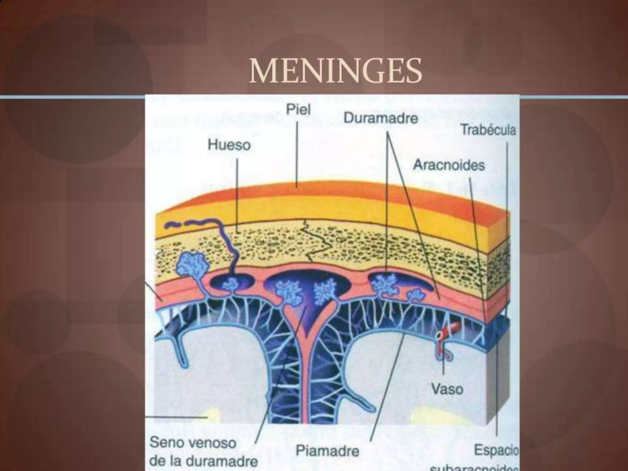 Meningitis bacteriana aguda ii [autoguardado] | PPTX