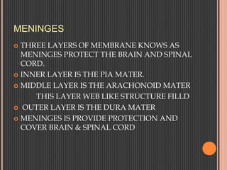 What is the meningitis is described in this ppt by students | PPTX