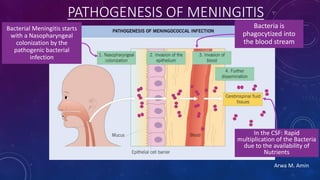 Meningitis | PDF