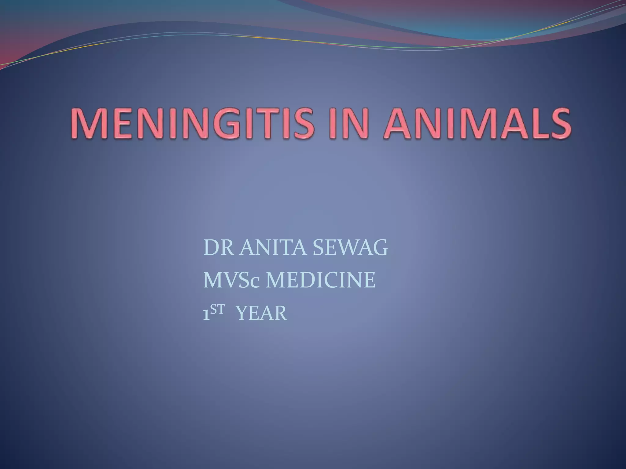 Meningitis in animals | PPTX